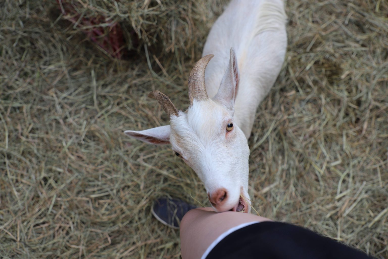 The Therapeutic Benefits of Cuddling Goats - Goat Journal
